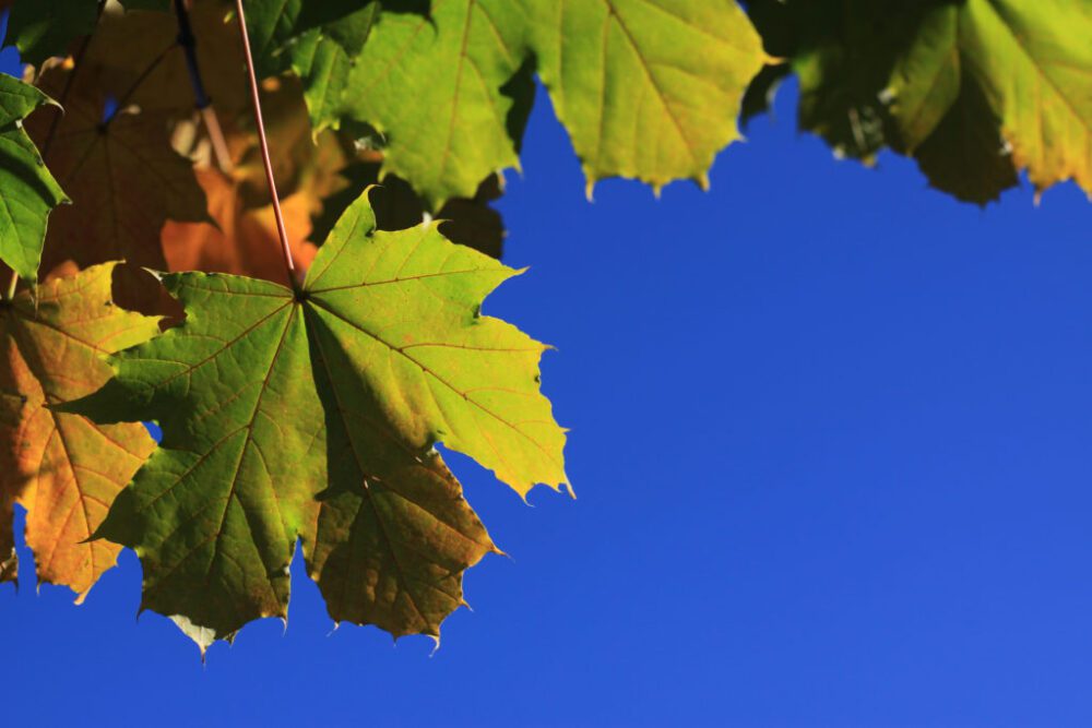 Camera's Built-in Light Meter - Photography Academy