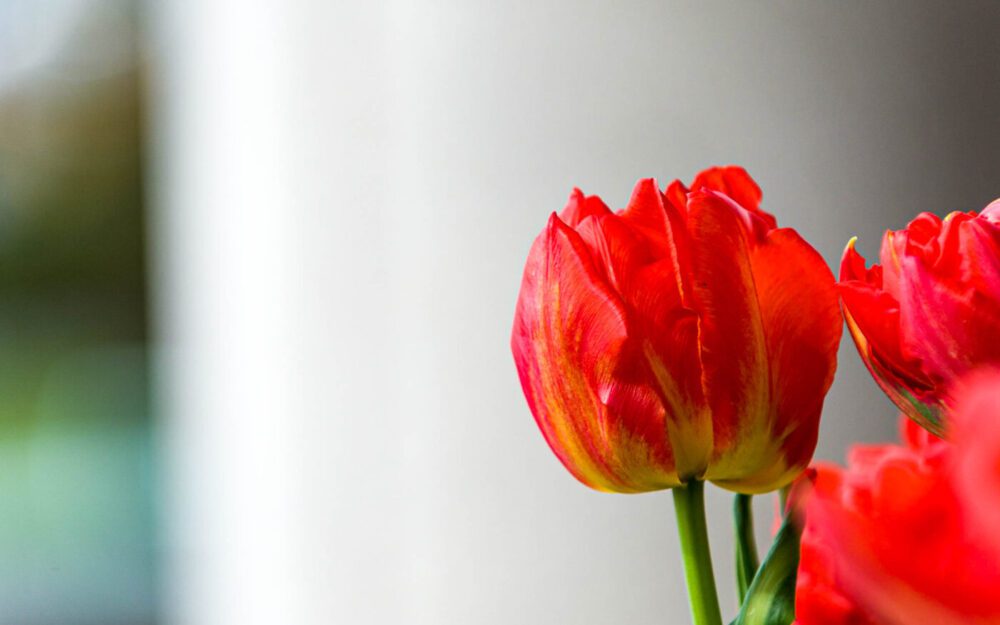 Off-Centre Focusing - Photography Academy