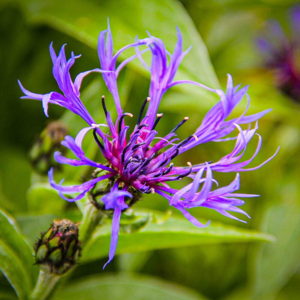 Power of Post-Processing Raw Images - Photography Academy