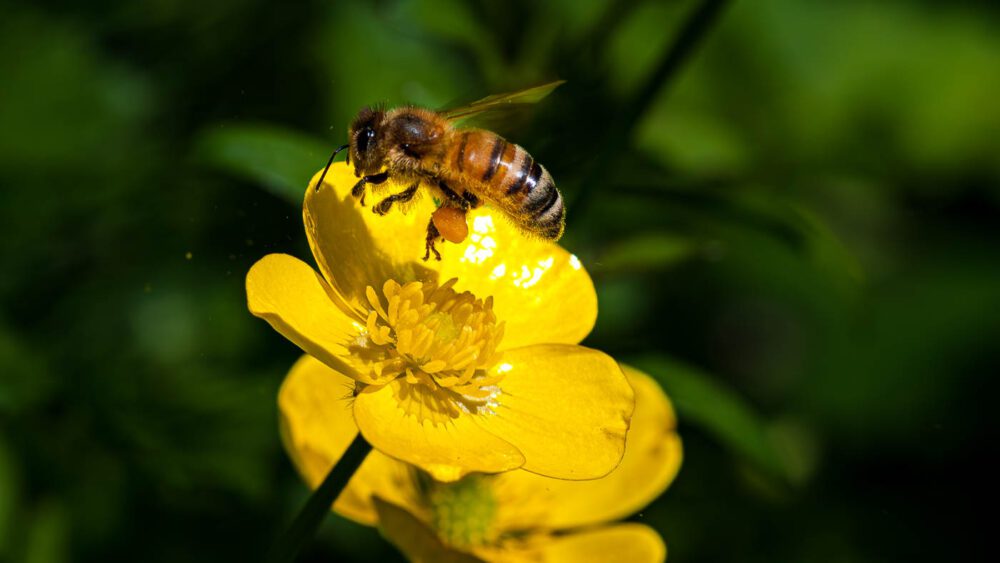 Bee Photography Tips - Photography Academy