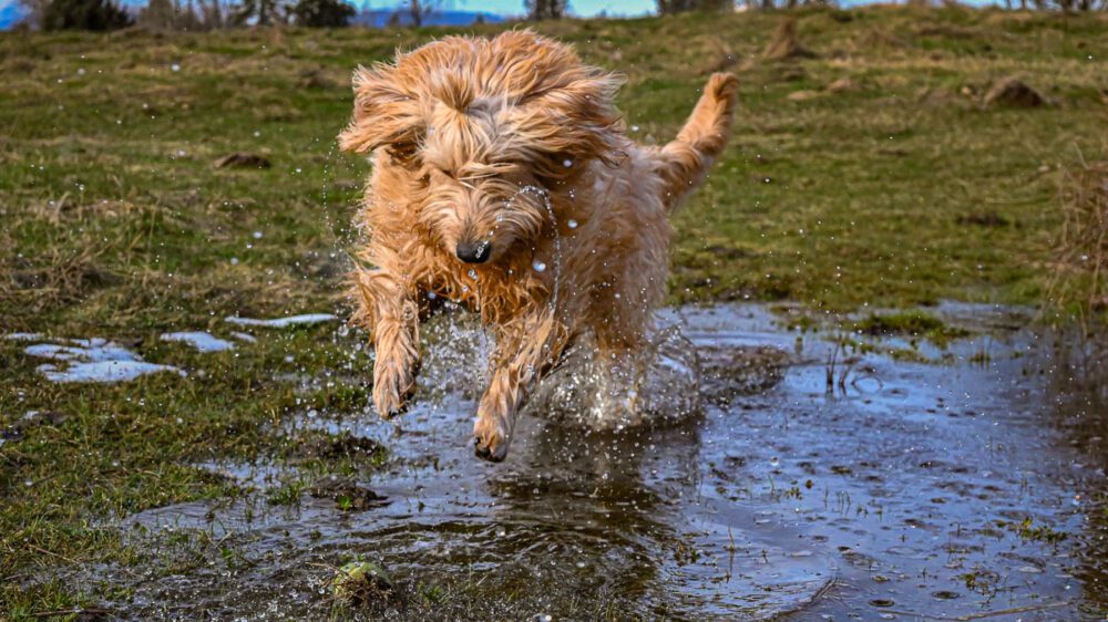 Power of autofocus - Photography Academy