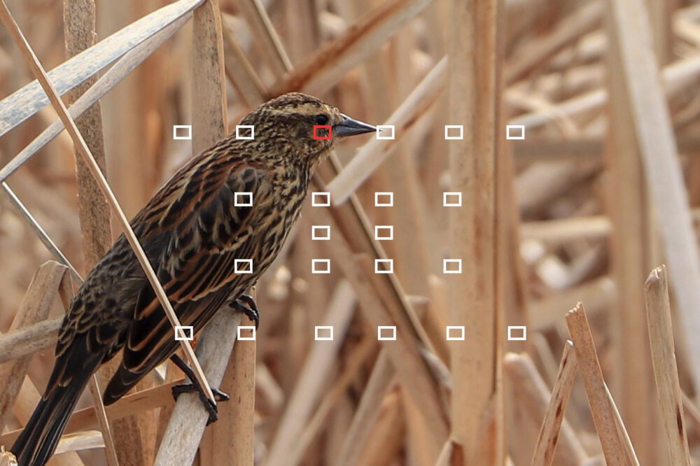Focusing on the Details - Photography Academy