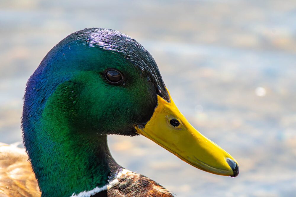 The Art of Autofocus - Photography Academy