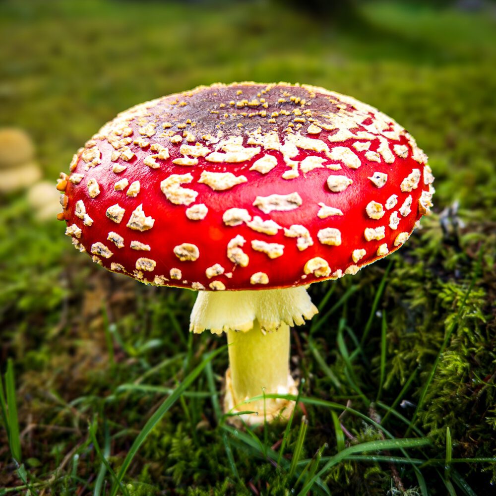 Built-in Light Meter - Photography Academy