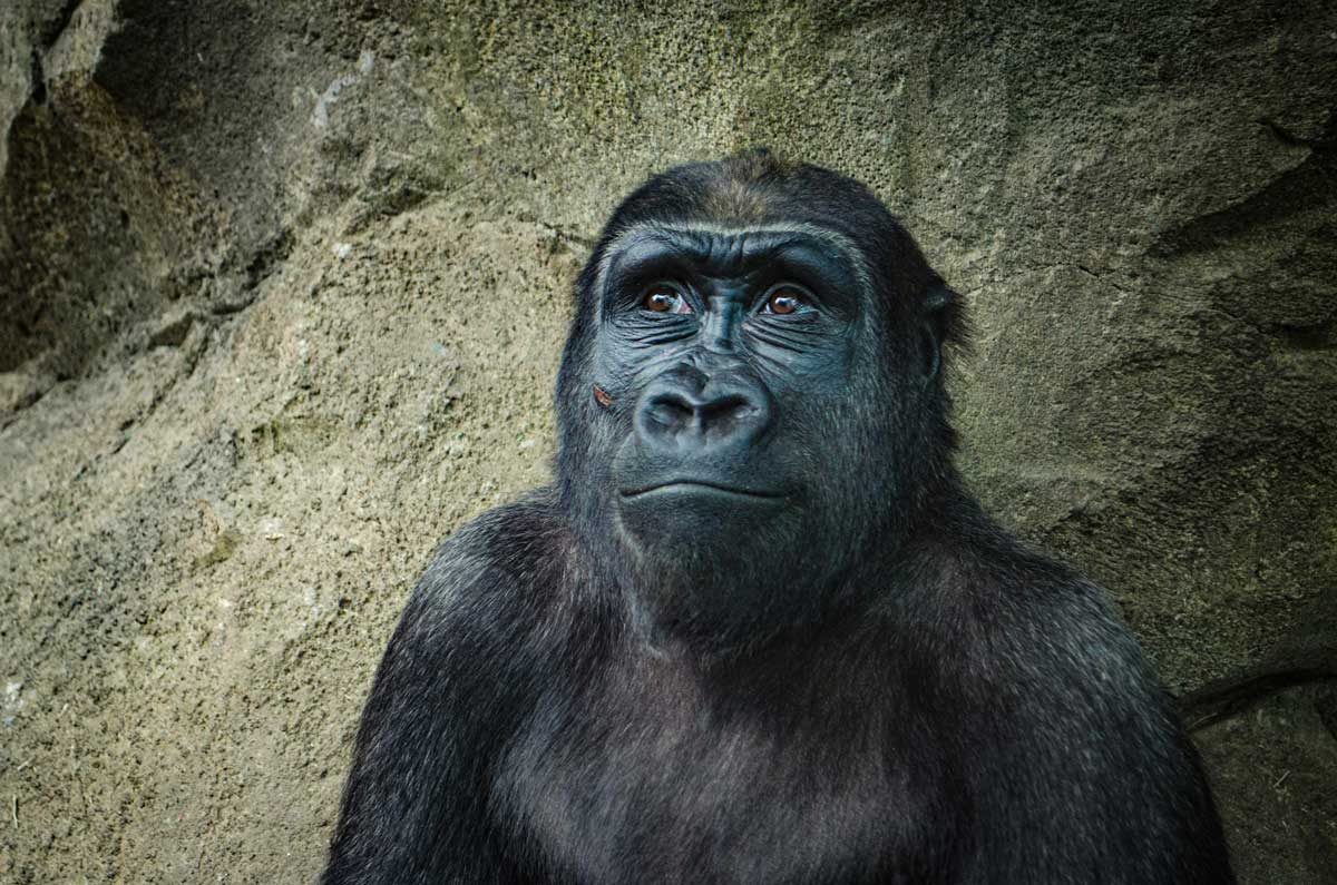 Zoo Photography Tips - Photography Academy