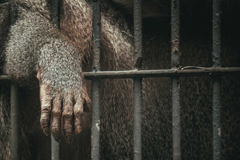 Zoo Photography Tips - Photography Academy